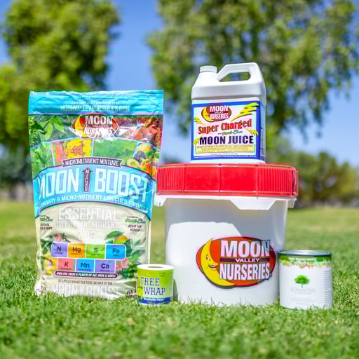 Sunscald on Trees: Prevention and Treatment at Your Home